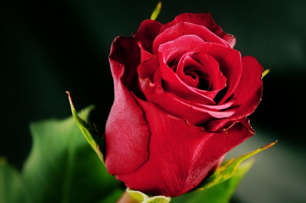 17 Beautiful Red Rose Wallpapers